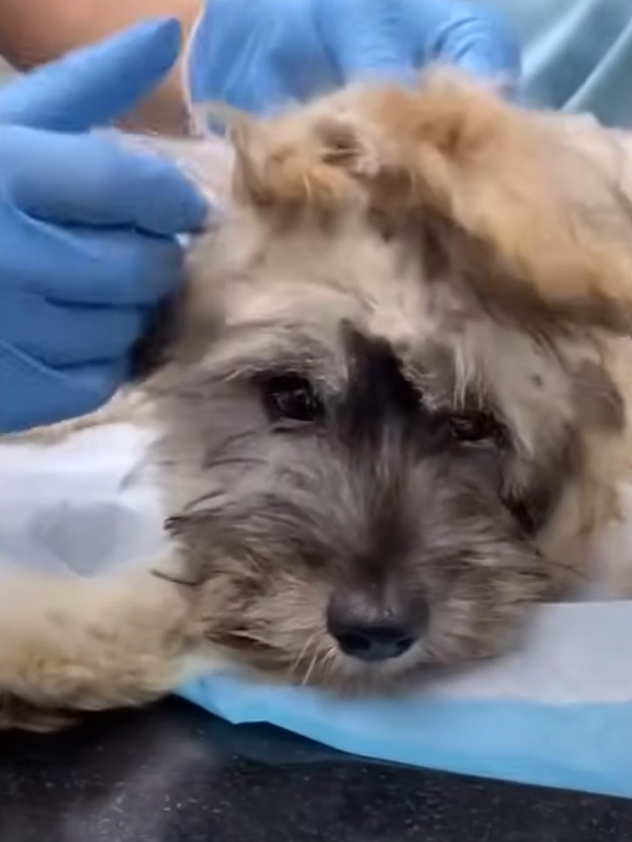 Puppy’s Heartbreaking Plea for Help Will Leave You in Tears—See His ...