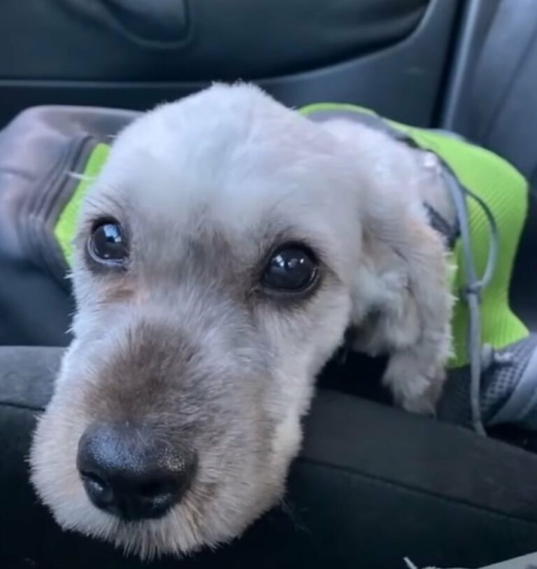 Puppy’s Heartbreaking Plea for Help Will Leave You in Tears—See His ...