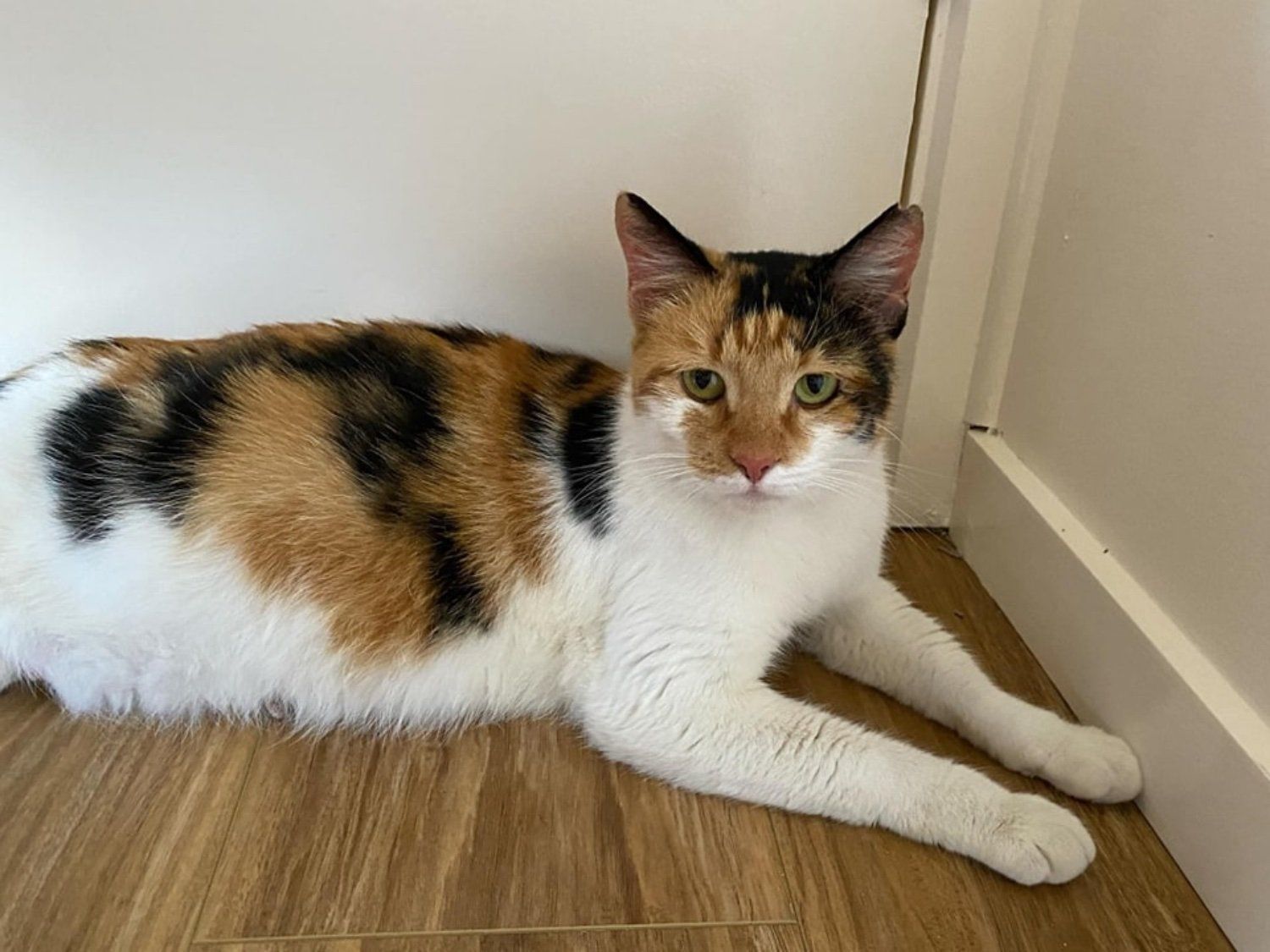 Rescued Cat's Miraculous Transformation: From Street Stray to Proud Mom ...