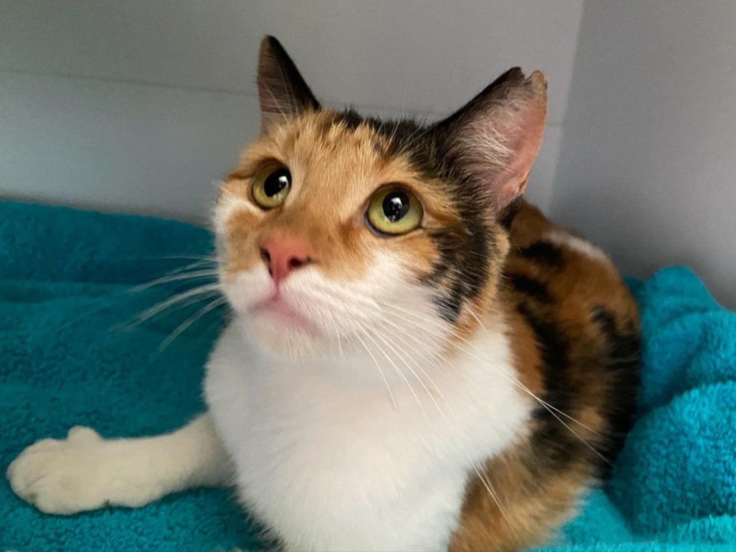 Rescued Cat's Miraculous Transformation: From Street Stray to Proud Mom ...
