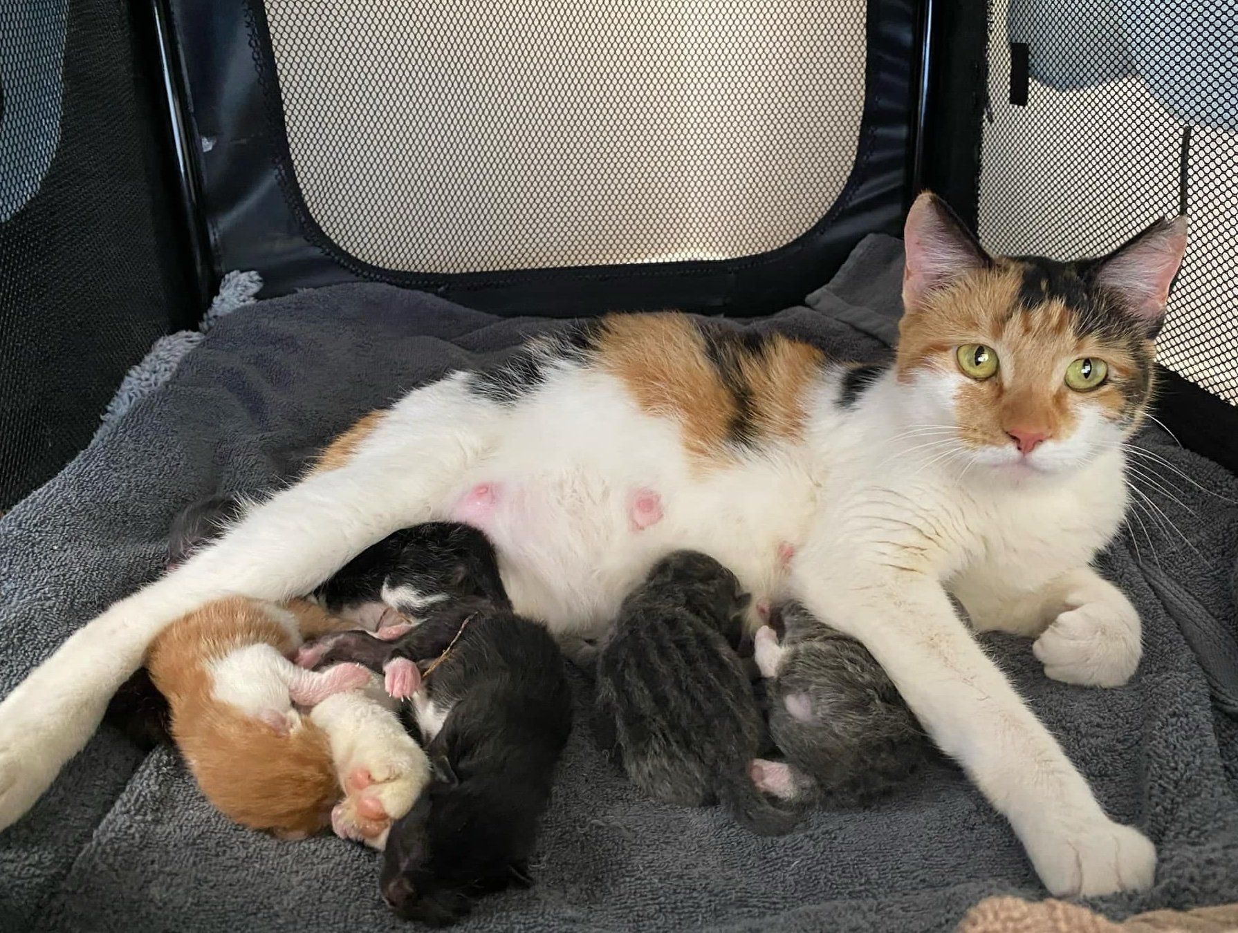 Rescued Cat's Miraculous Transformation: From Street Stray to Proud Mom ...