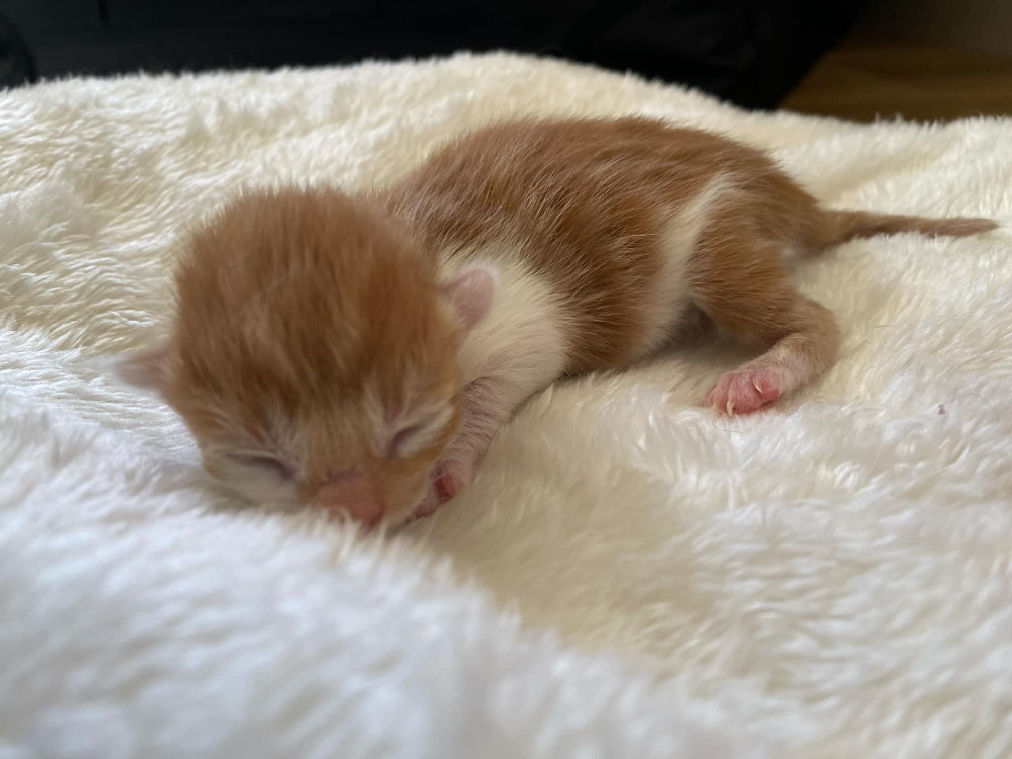 Rescued Cat's Miraculous Transformation: From Street Stray to Proud Mom ...