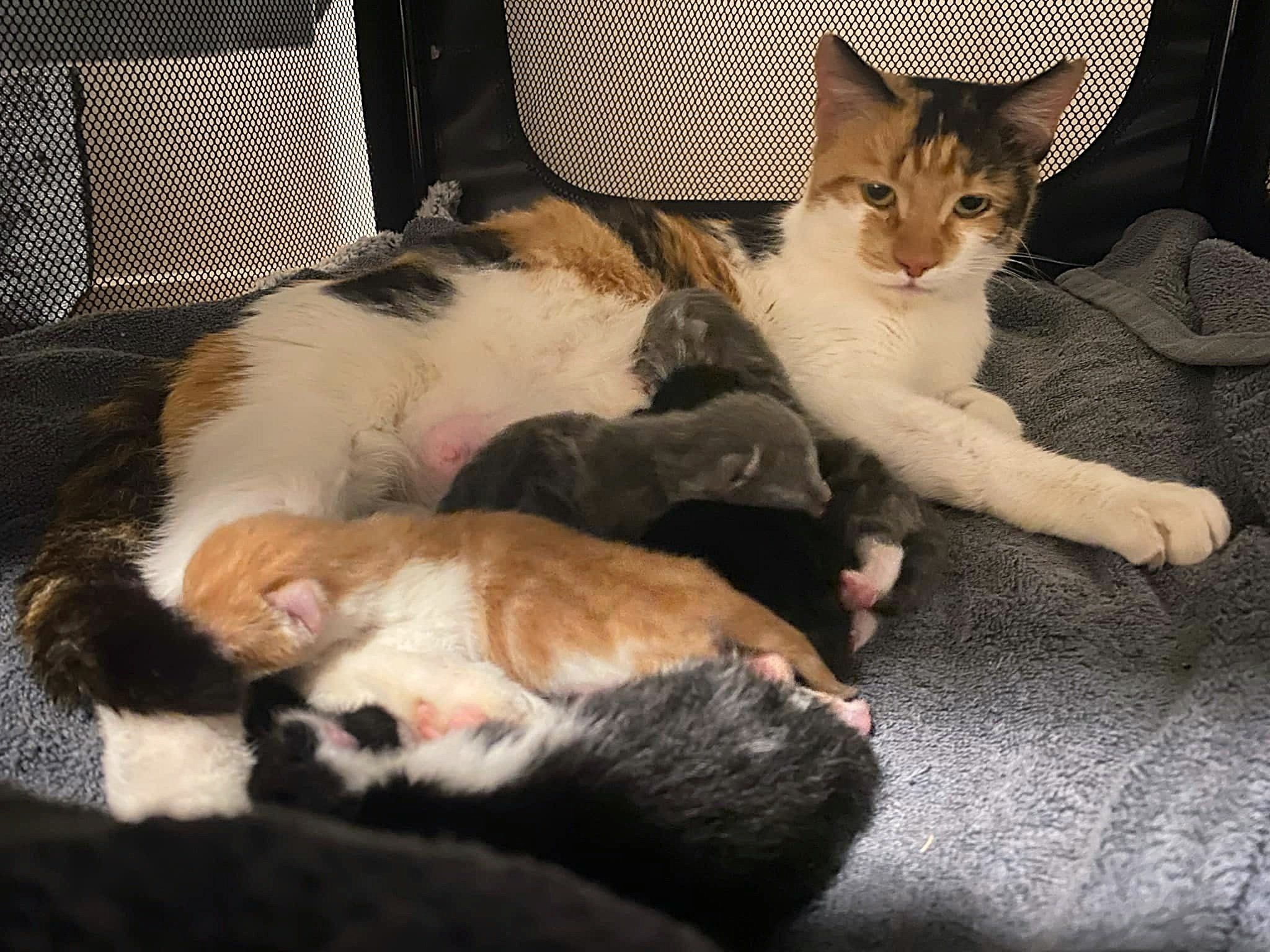 Rescued Cat's Miraculous Transformation: From Street Stray to Proud Mom ...