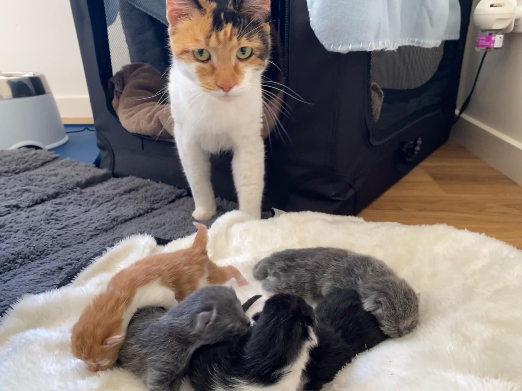 Rescued Cat's Miraculous Transformation: From Street Stray to Proud Mom ...