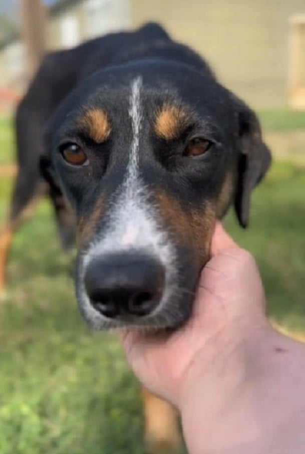 Rescuer Finds A Mother Dog's Secret Struggle And Her Miraculous Turnaround