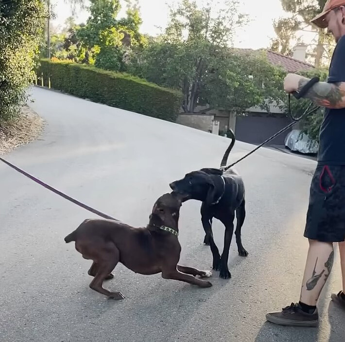 See How A Stray Dog's Transformation Will Melt Your Heart