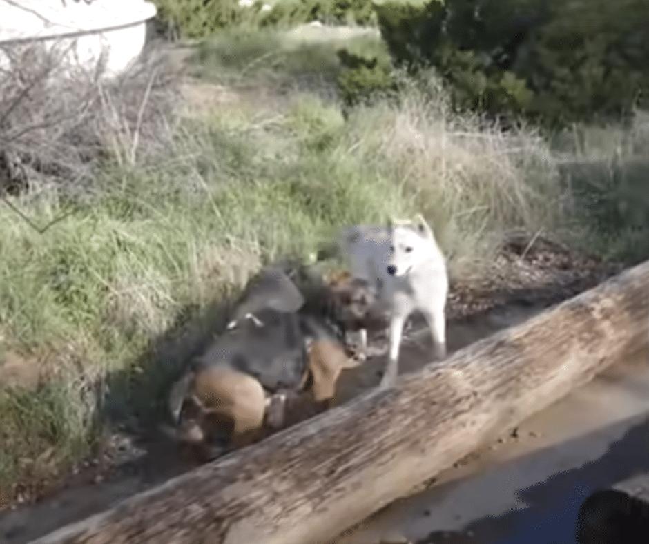 Stray Dogs' Emotional Plea Leads Teens to Shocking Discovery