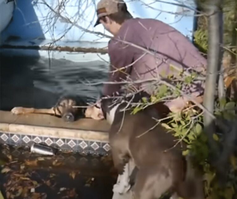 Stray Dogs' Emotional Plea Leads Teens to Shocking Discovery