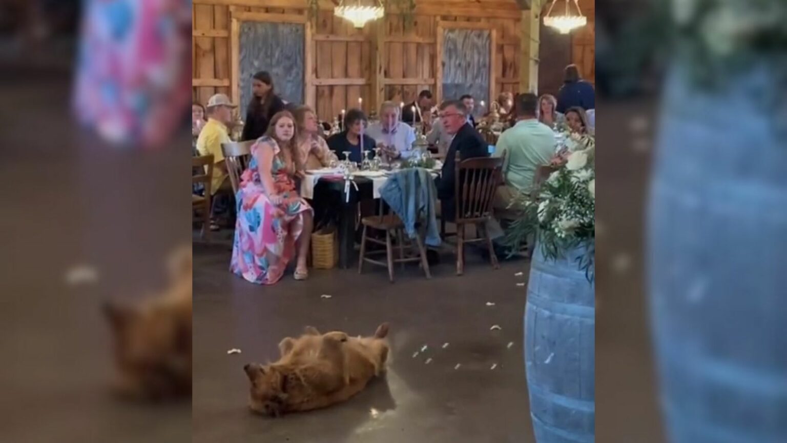 This Adorable Canine Crashed a Wedding and Stole Everyone's Hearts with ...