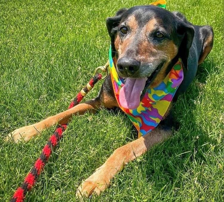 This Dog's 1,700-Day Wait at the Shelter Will Break Your Heart
