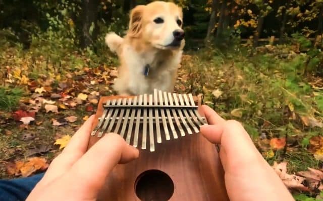 This Dog's Reaction to an Unusual Instrument Will Melt Your Heart!