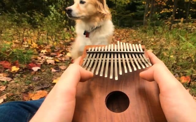 This Dog's Reaction to an Unusual Instrument Will Melt Your Heart!
