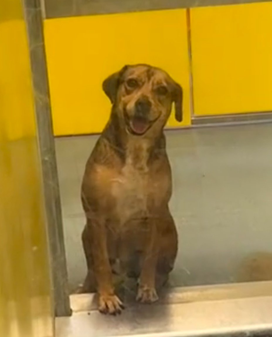 This Pup's 420-Day Journey at the Shelter Will Tug at Your Heartstrings!