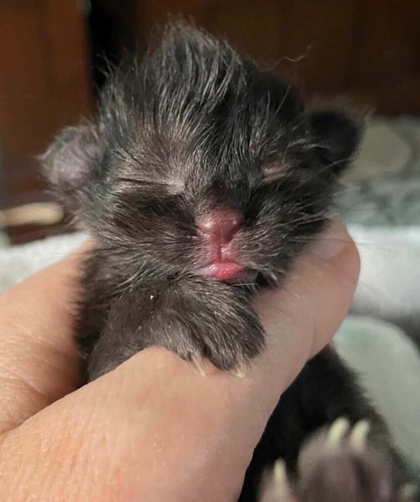 Tiny Kitten's Miraculous Journey from Helpless to Heart-Meltingly Happy