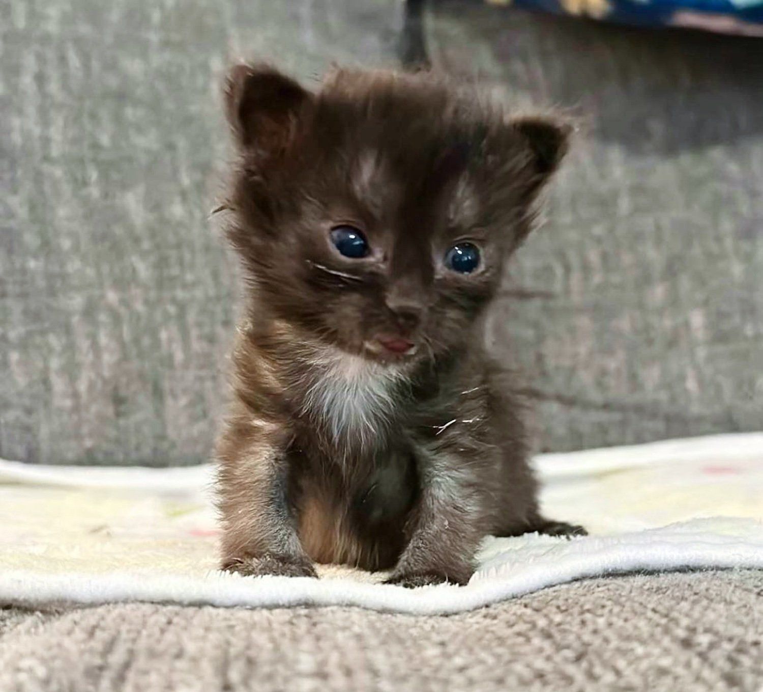 Tiny Kitten's Miraculous Journey from Helpless to Heart-Meltingly Happy