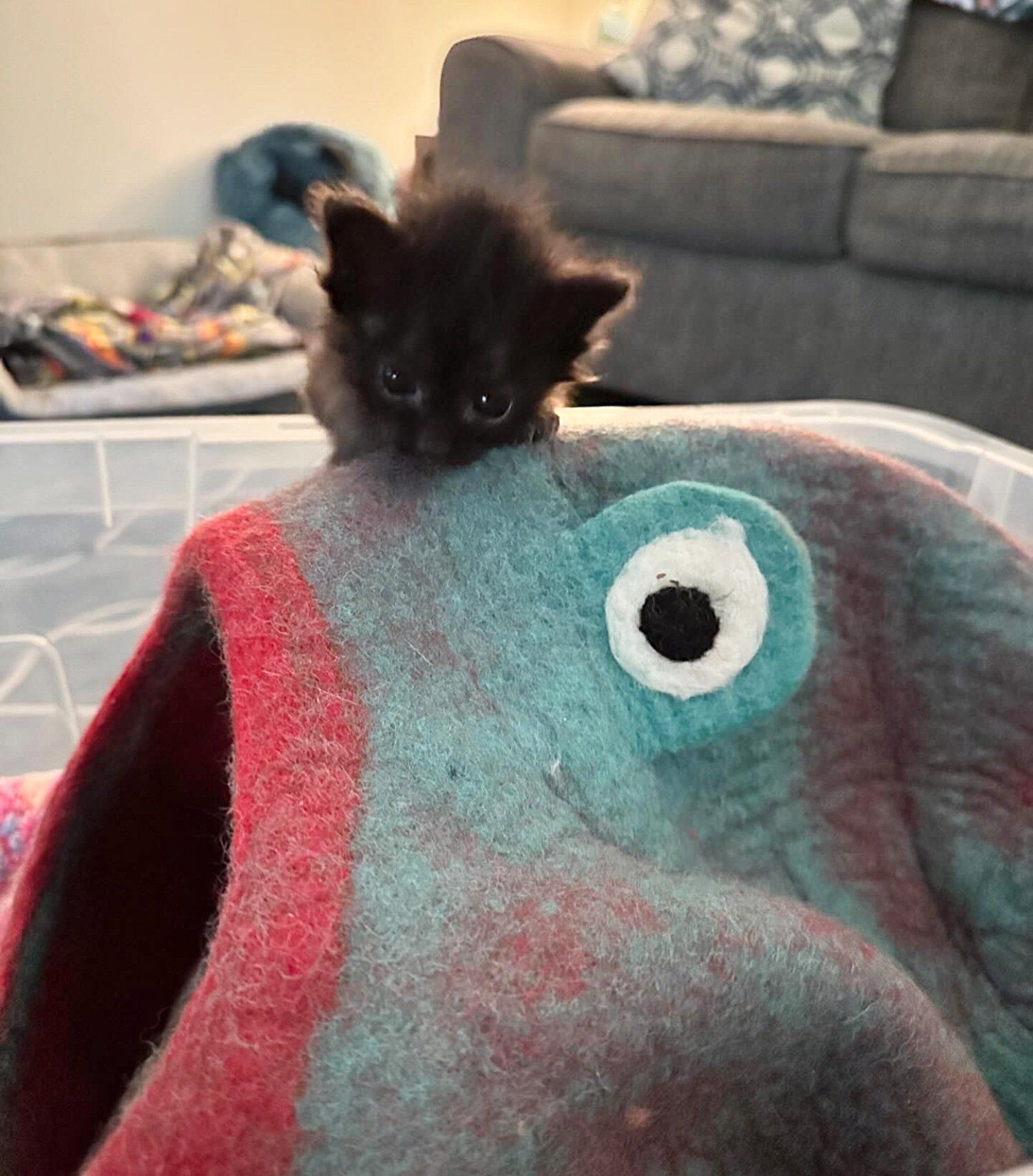 Tiny Kitten's Miraculous Journey from Helpless to Heart-Meltingly Happy