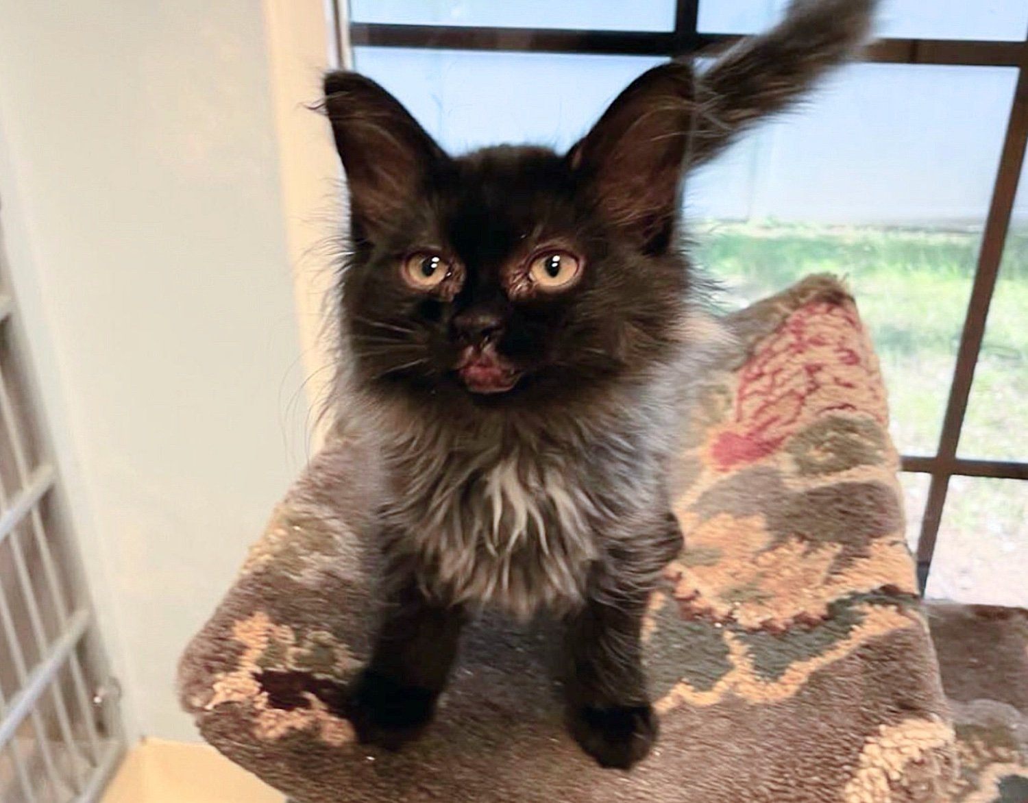 Tiny Kitten's Miraculous Journey from Helpless to Heart-Meltingly Happy