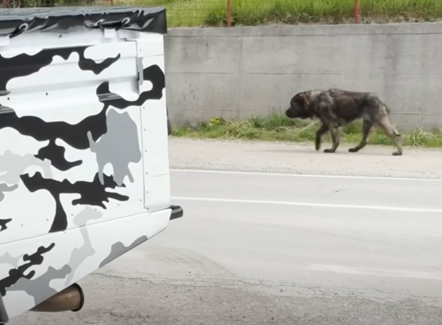 When No One Else Would, One Hero Took a Chance on This 'Terrifying' Dog