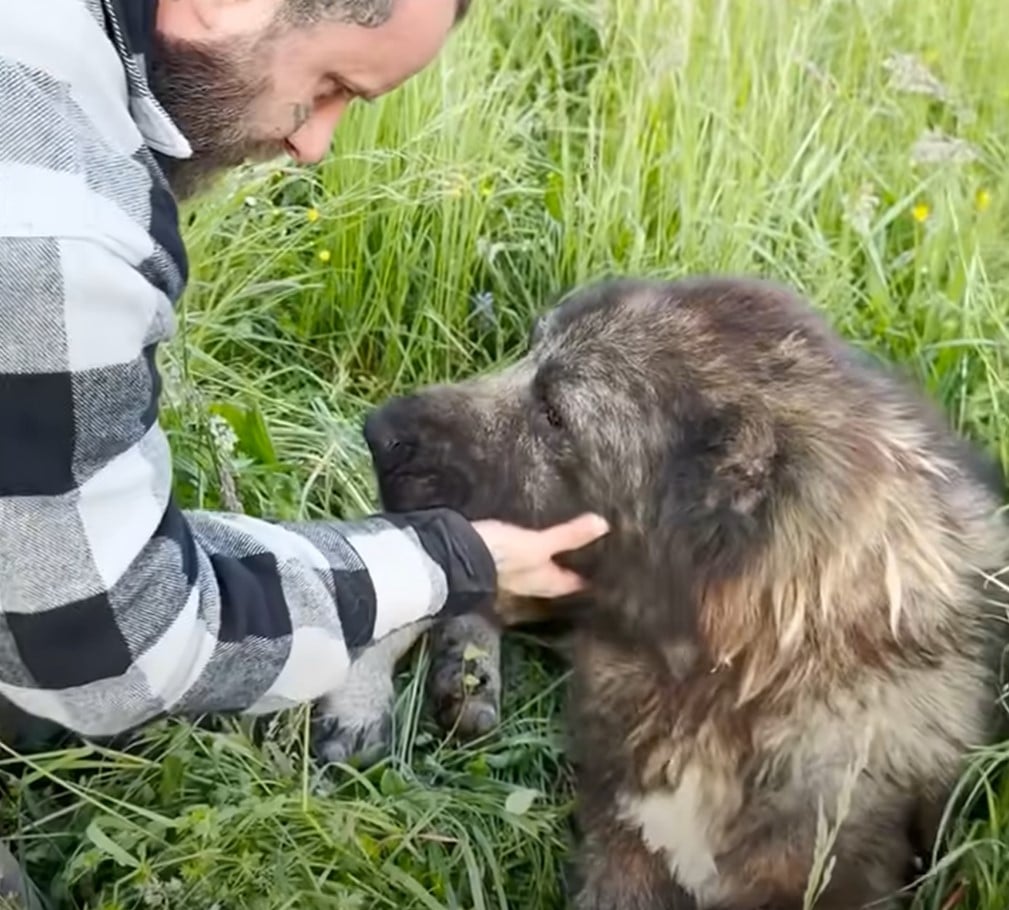 When No One Else Would, One Hero Took a Chance on This 'Terrifying' Dog