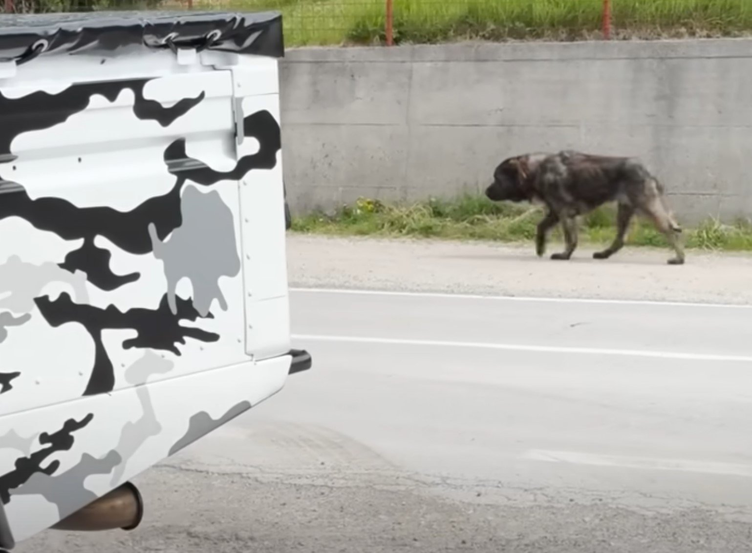 When No One Else Would, One Hero Took a Chance on This 'Terrifying' Dog