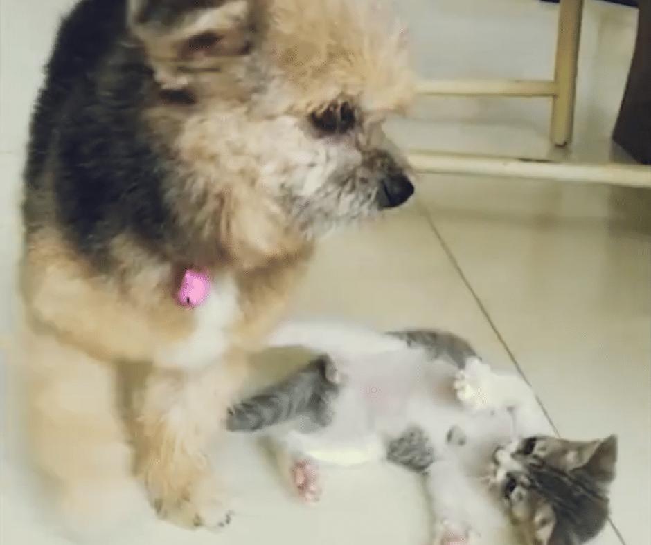 Witness the Unbelievable Comeback of a Desperate Dog Rescued from the ...