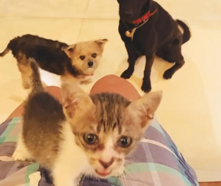 Witness the Unbelievable Comeback of a Desperate Dog Rescued from the ...