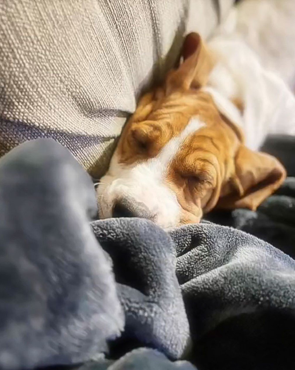 Woman Believes Dog Euthanized, Stunned by Heartbreaking Truth