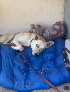 You Won't Believe What Happened to This Dog After Months Under a Bridge