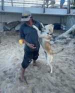 You Won't Believe What Happened to This Dog After Months Under a Bridge