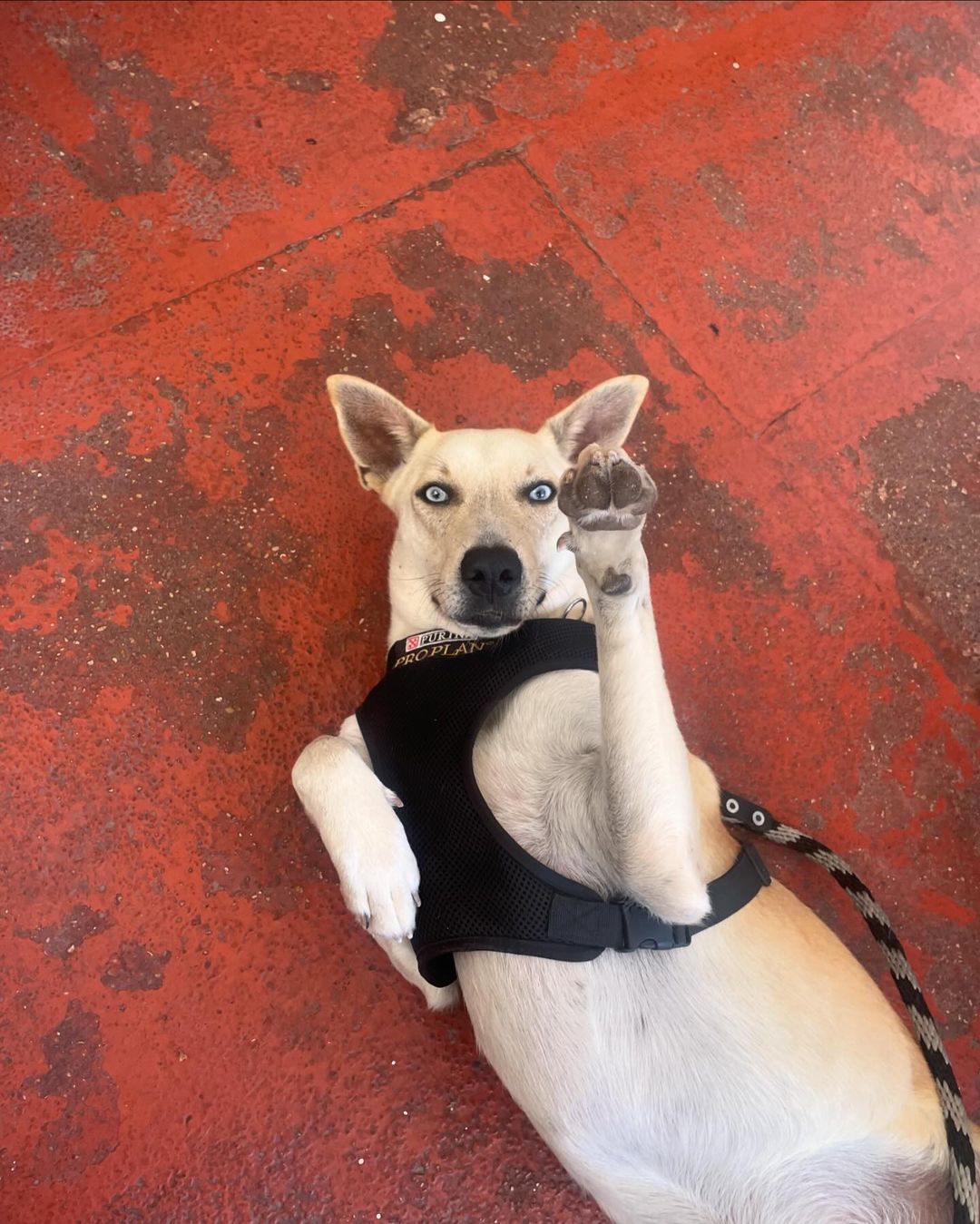 You Won't Believe What Happened to This Dog After Months Under a Bridge