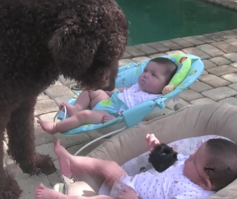 You Won't Believe What This Dog Did to Make Babies Laugh Till They Dropped!