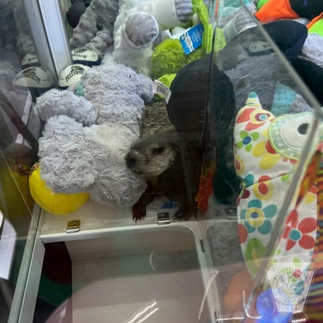 A Child's Arcade Discovery Unleashes a Furry Mystery Inside the Claw ...