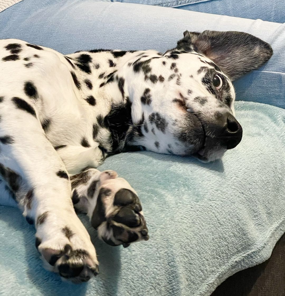 A Dalmatian's Secret That Left Everyone Speechless