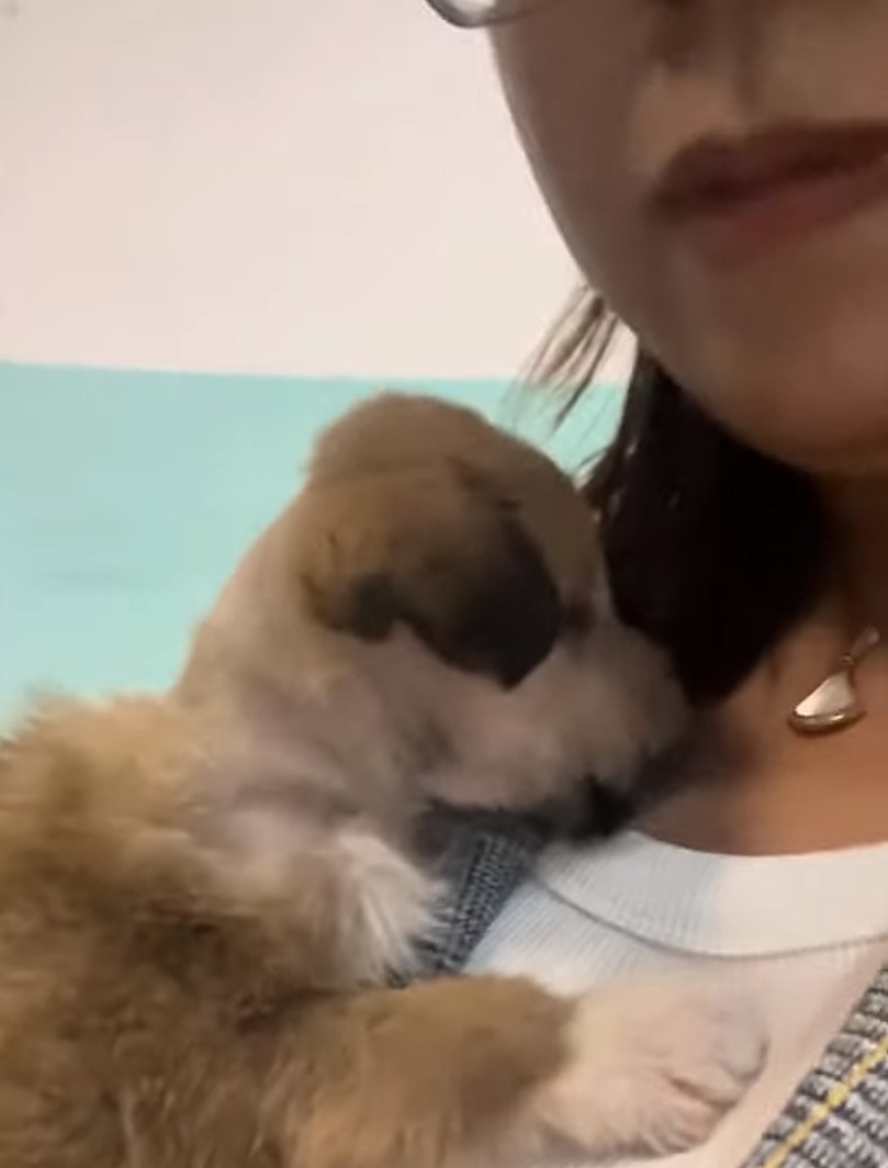 A Helpless Puppy and the Search for Love: A Tale of Survival and Hope