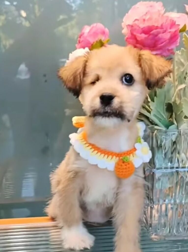 A Helpless Puppy and the Search for Love: A Tale of Survival and Hope