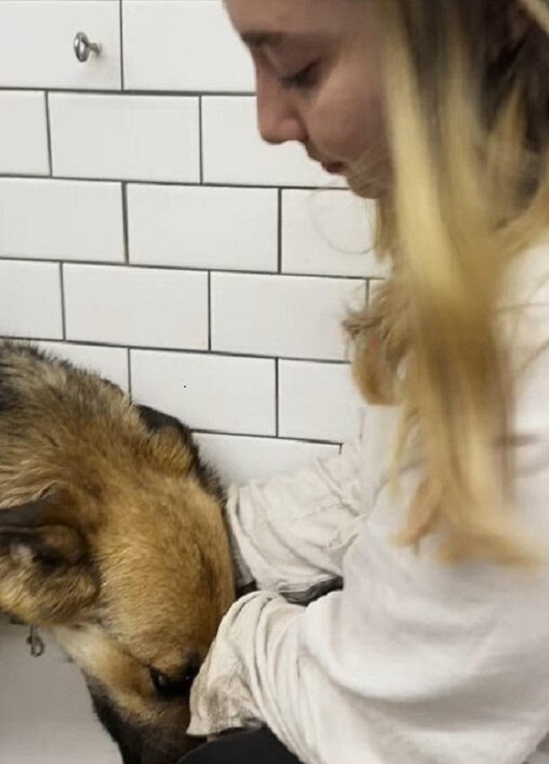 A Mama Dog's Unexpected Journey From Abandonment to Finding Love