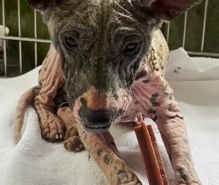 A Mangey Pup's Journey from Despair to Hope: What Happened in the Box?