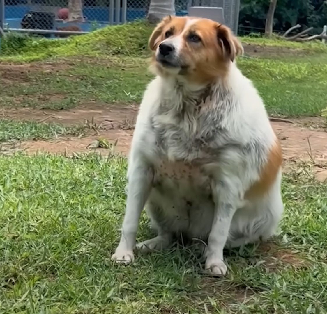 A Stray's Journey: From Overweight to Overjoyed Thanks to a Hero's Love