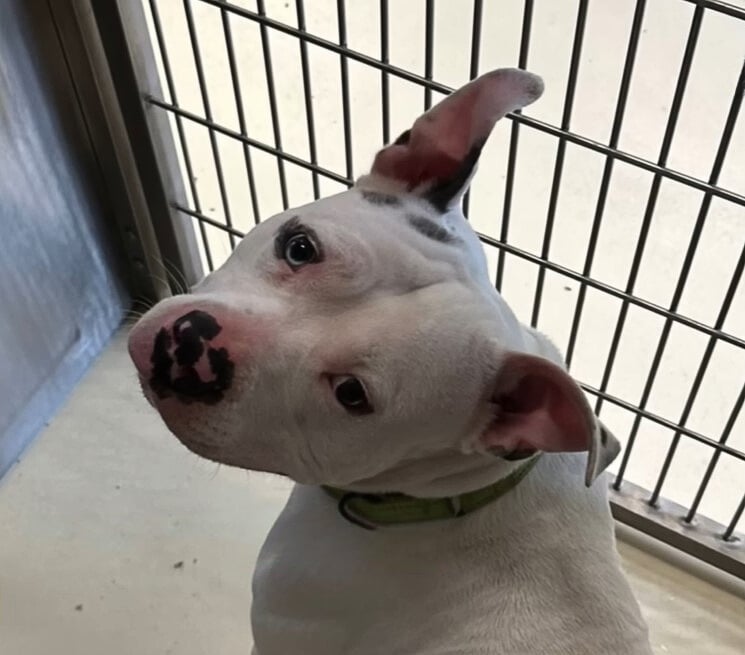 A Volunteer’s Unforgettable Encounter with the Dog That Changed Everything