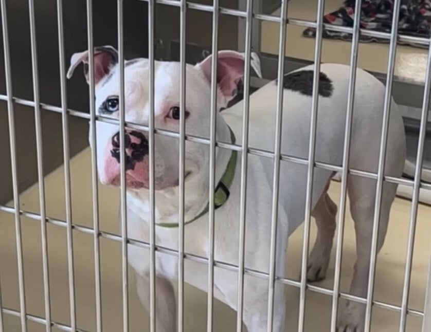 A Volunteer’s Unforgettable Encounter with the Dog That Changed Everything