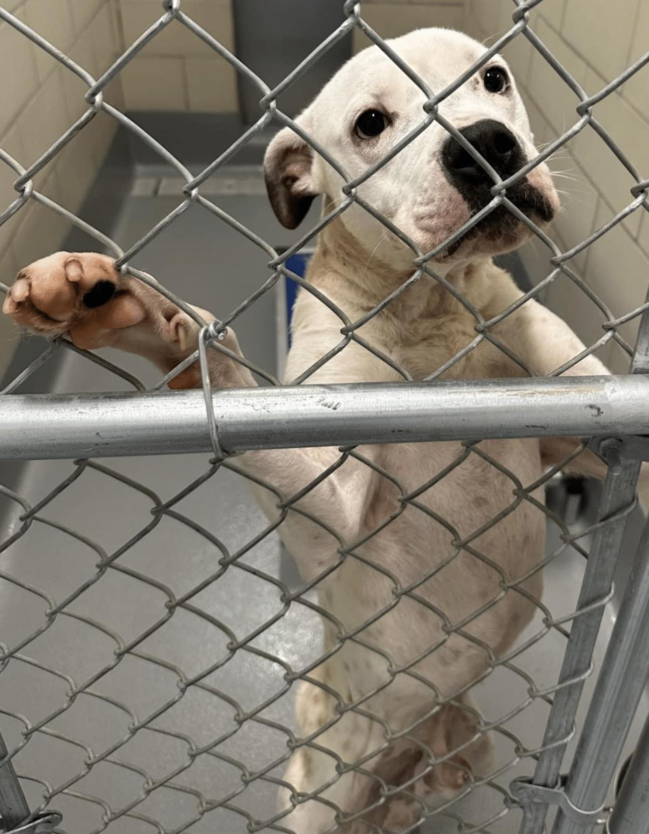 Abandoned and Alone: Discover the Unbelievable Journey of a Shelter Dog ...