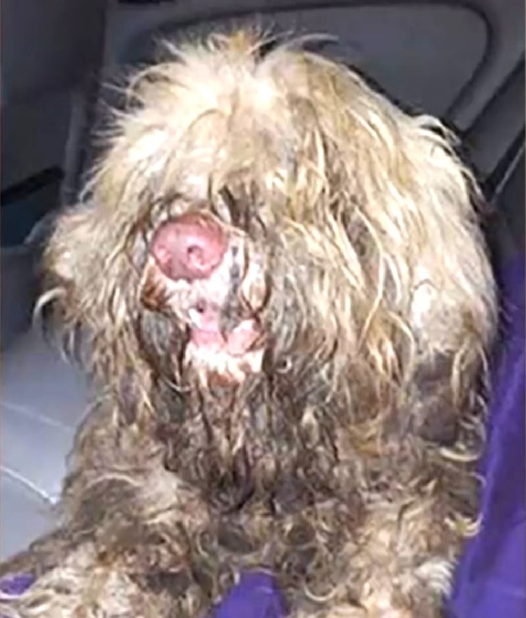Abandoned Dog's Midnight Makeover Unveils Astonishing Transformation