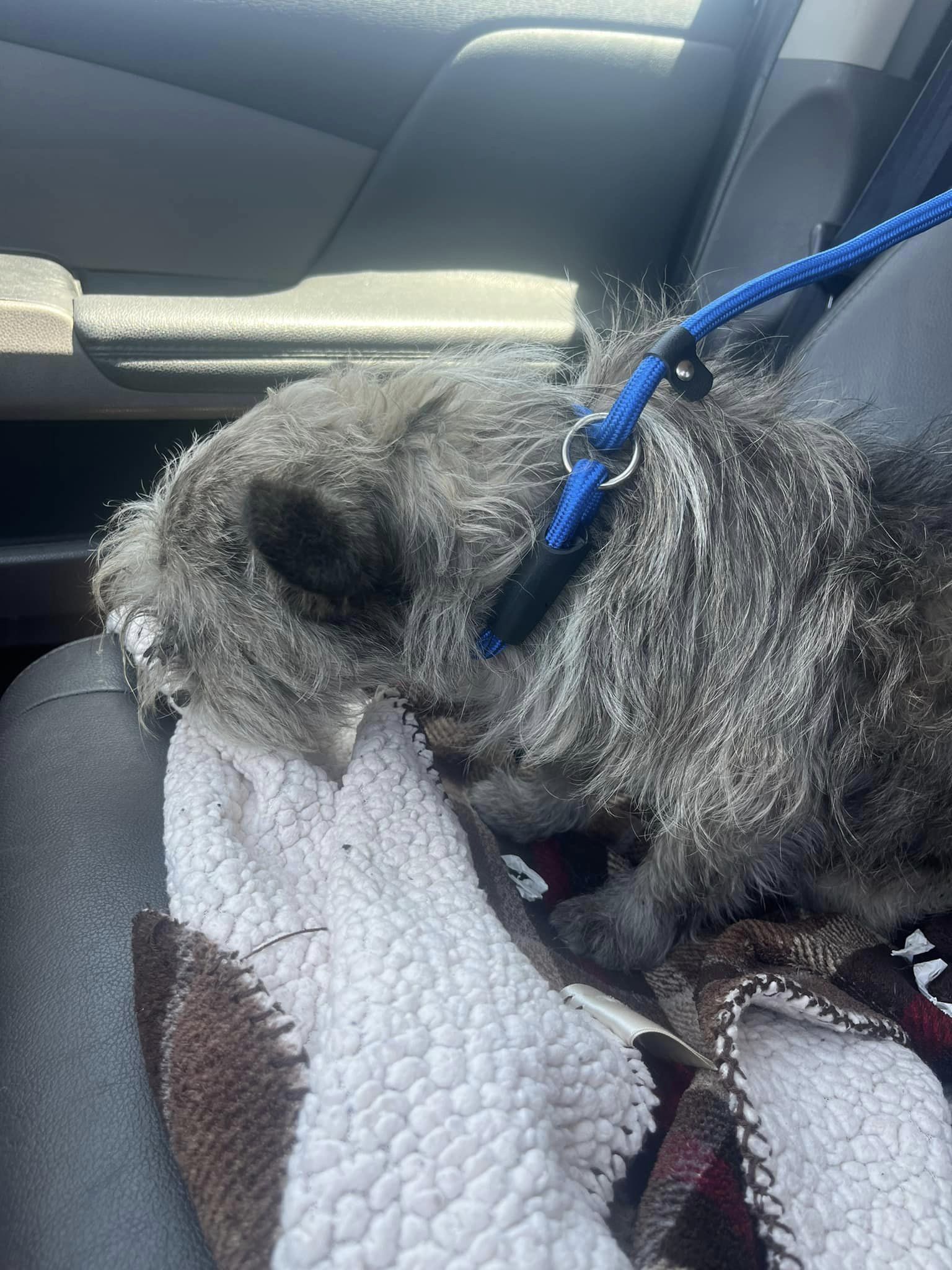 Abandoned Dog's Plea Ignored: What Happened Next Will Surprise You