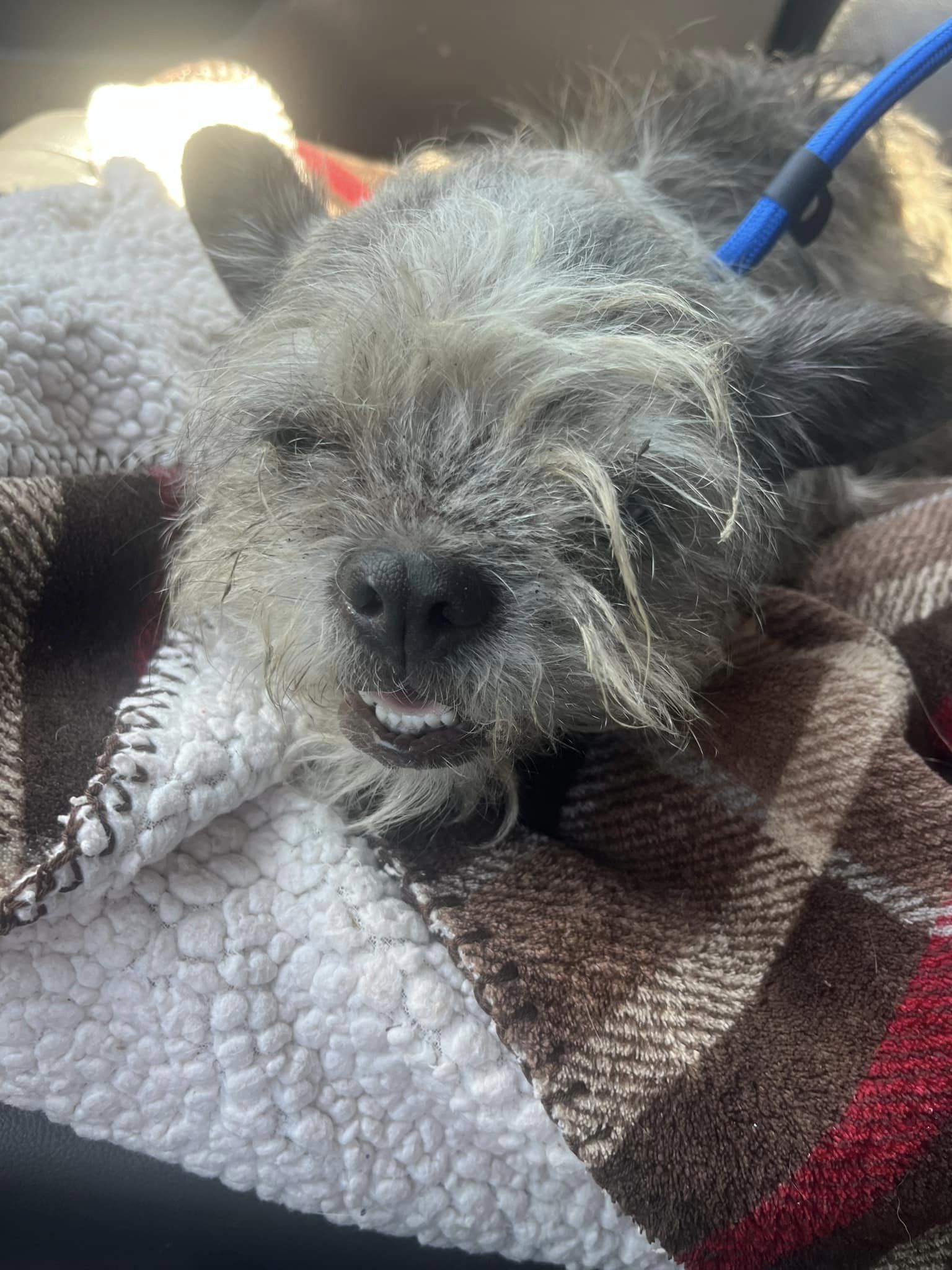 Abandoned Dog's Plea Ignored: What Happened Next Will Surprise You