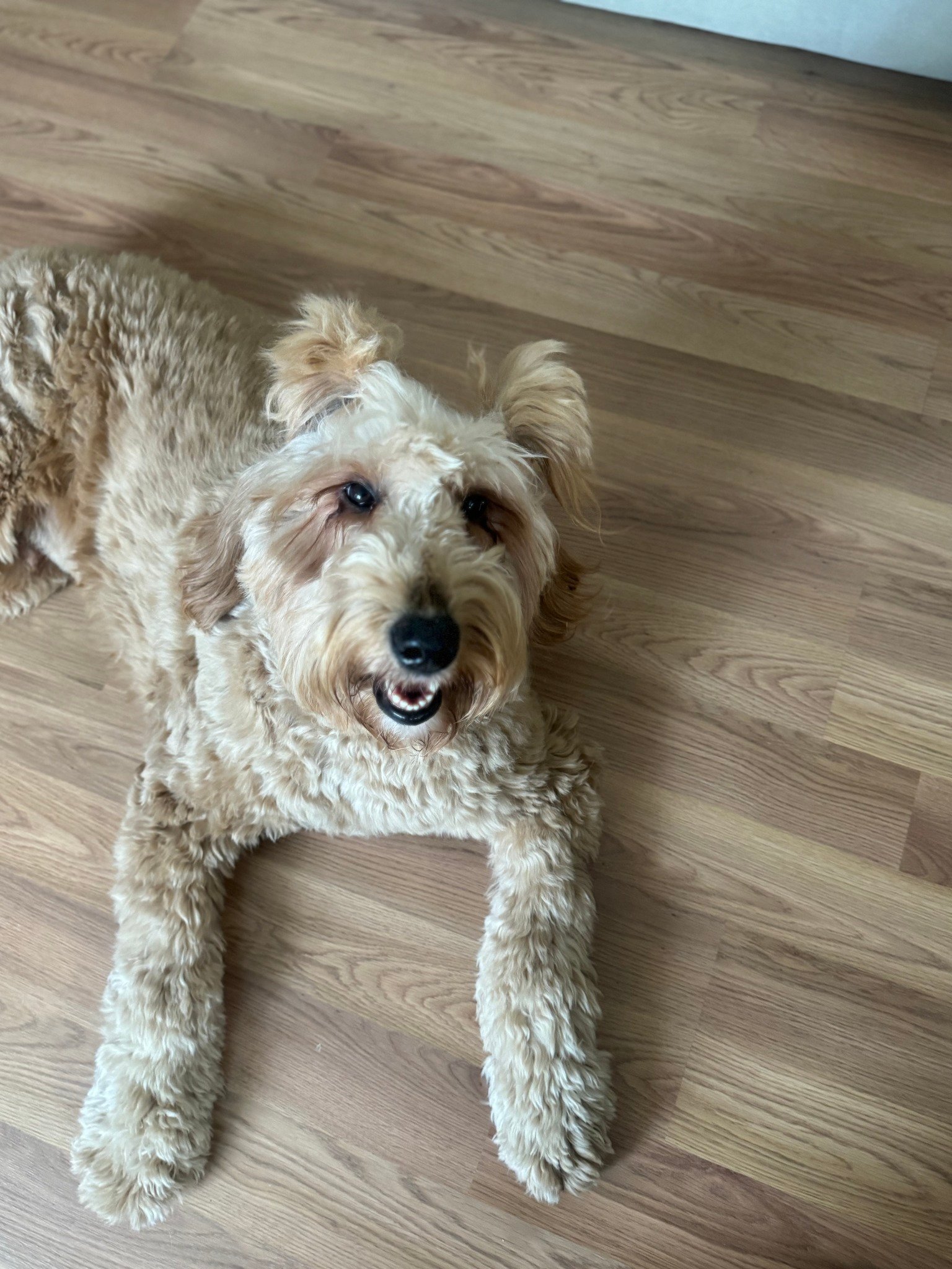 Adorable Pup's Mysterious Sleep Struggles Have the Internet Buzzing