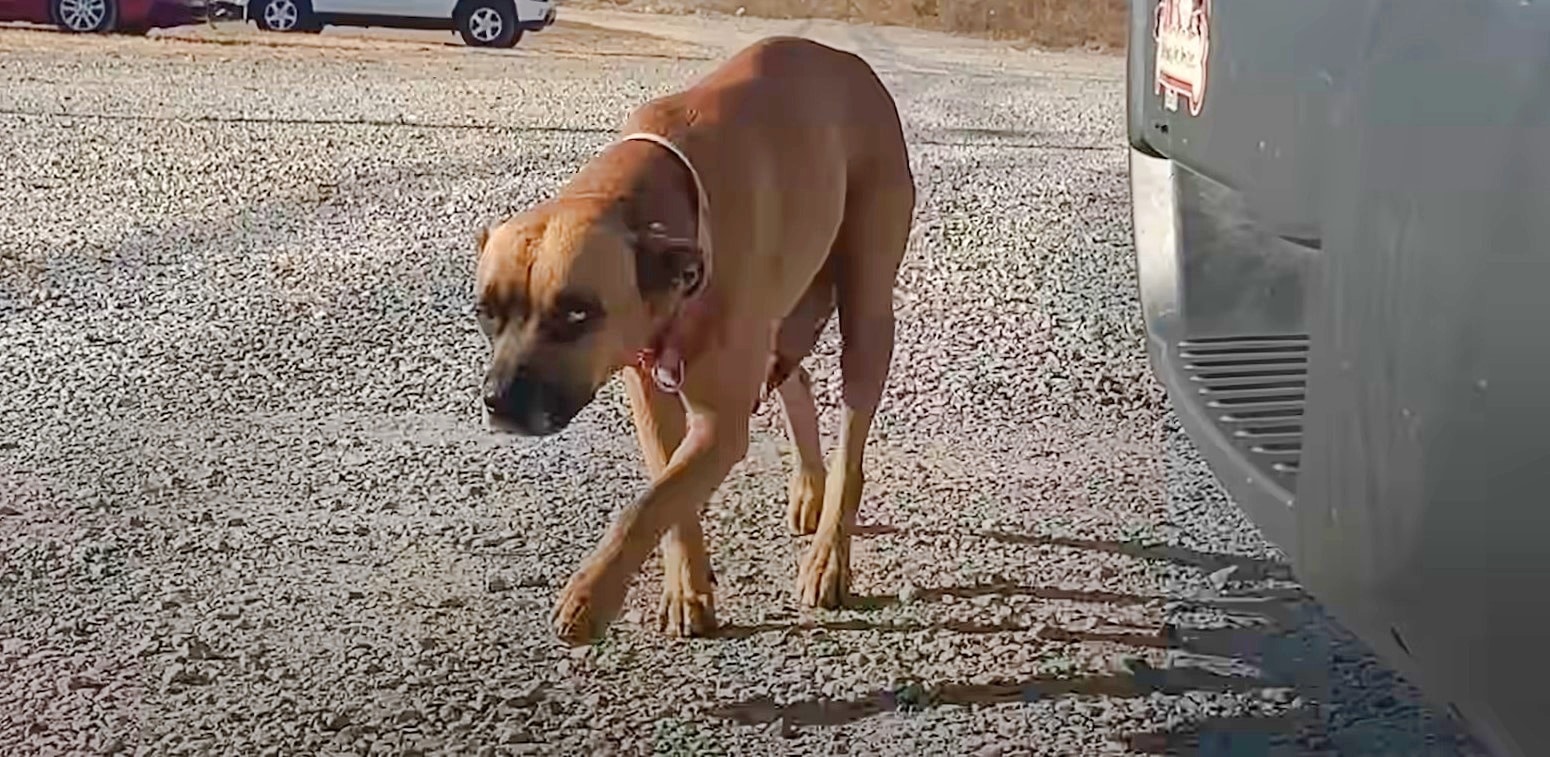 An Unexpected Hero: How a Loyal Dog Changed Everything