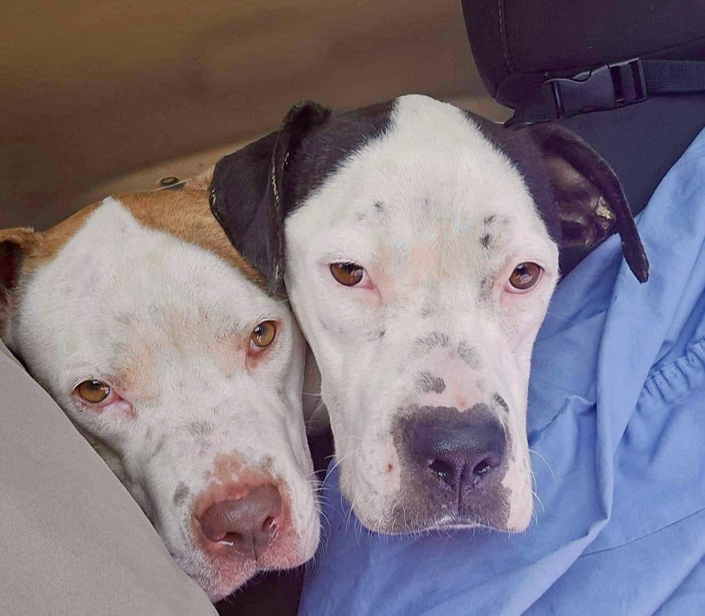 Cries from the Abyss: What Rescuers Discovered in a Forgotten Place