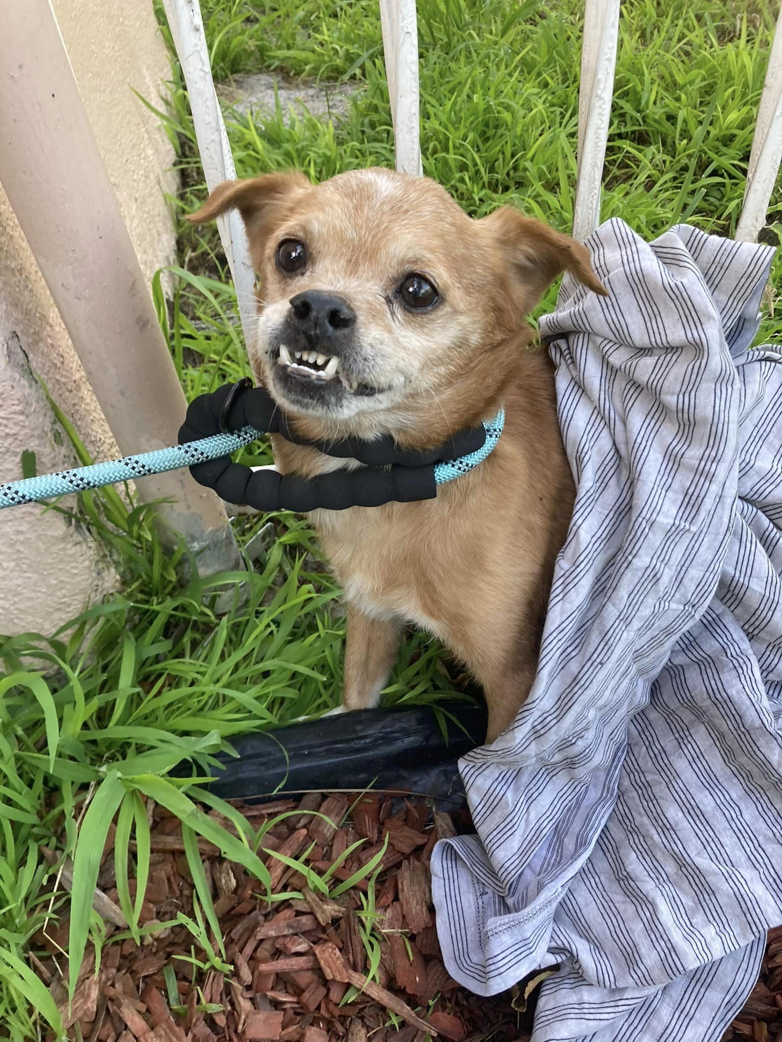 Desperate Dog's 2-Week Vigil Hints at Heartbreaking Truth