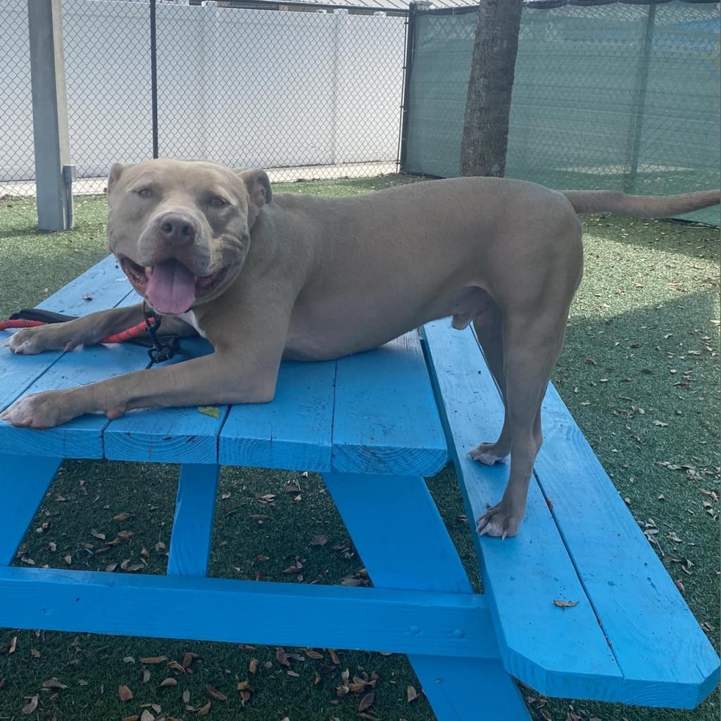 Discover the Heartbreaking Reason This Gentle Pit Bull Has Been ...