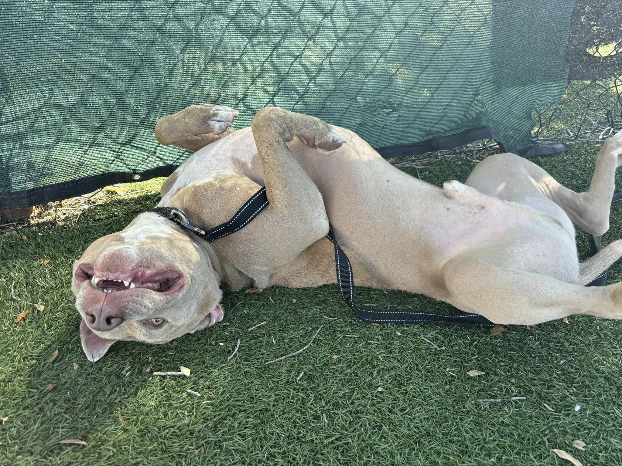 Discover the Heartbreaking Reason This Gentle Pit Bull Has Been ...